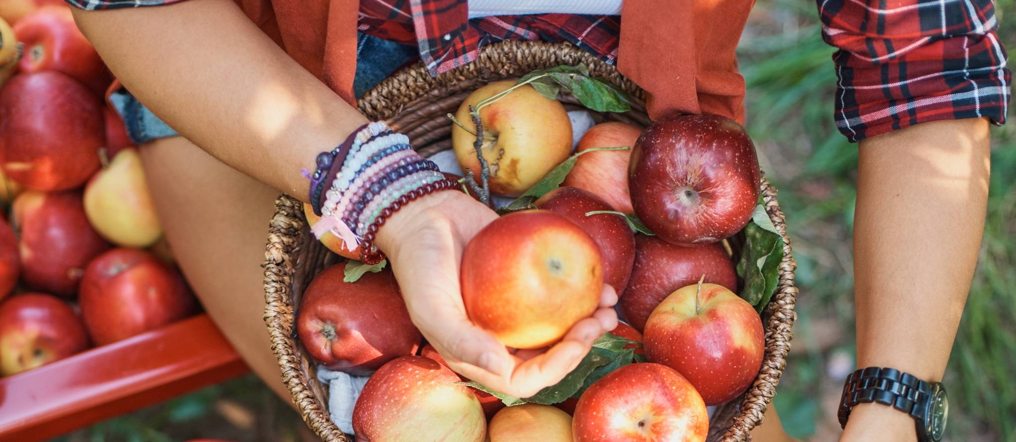 Saison des pommes: acheter au verger ou à l’épicerie? | Protégez-Vous.ca