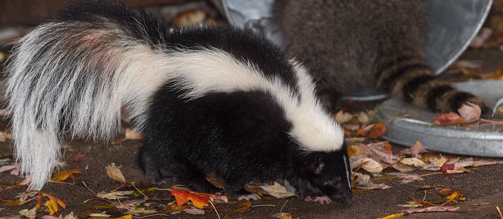 Comment éloigner les moufettes et les ratons laveurs | Protégez-Vous.ca
