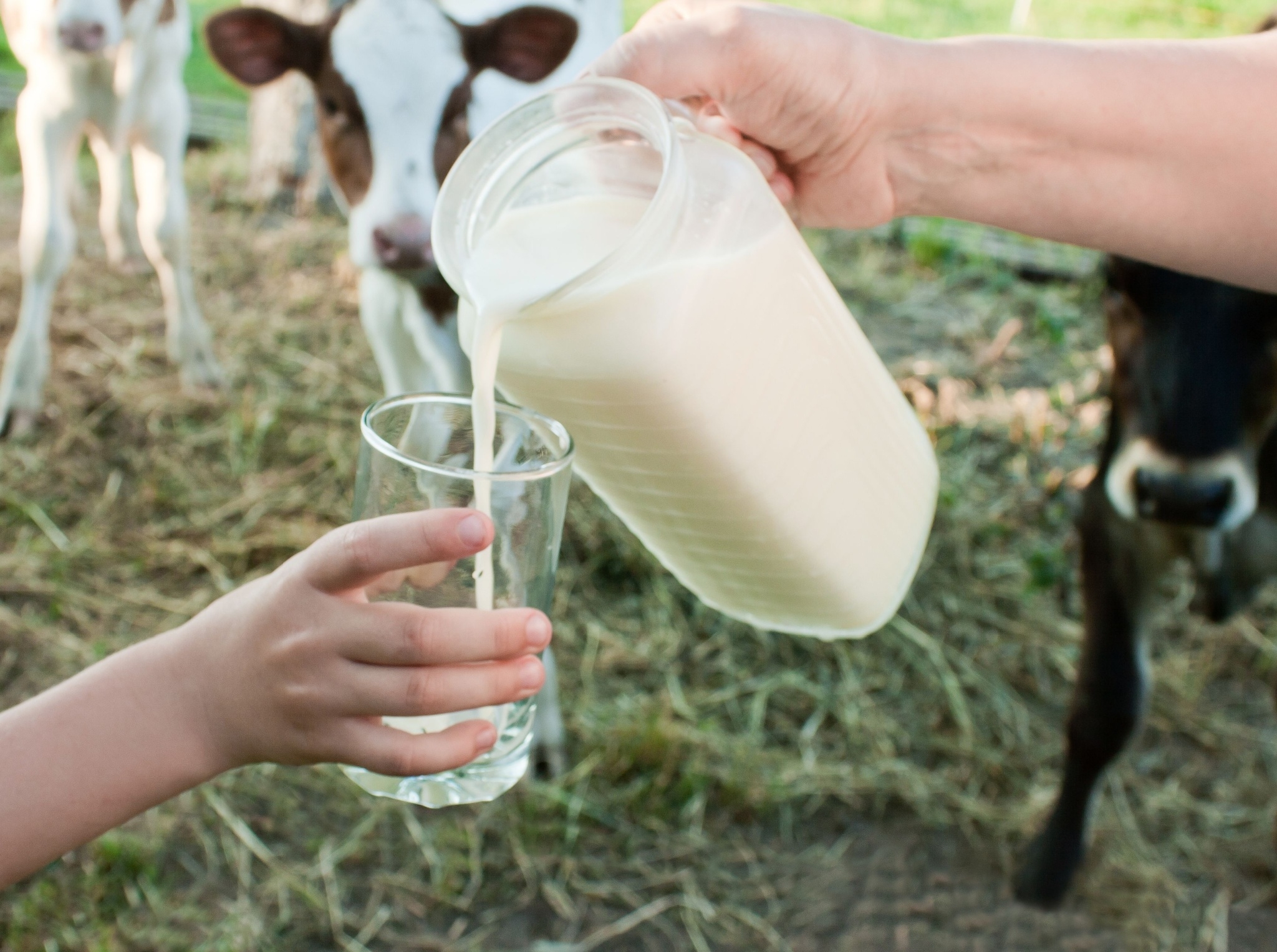 Les dangers du lait cru | Protégez-Vous.ca