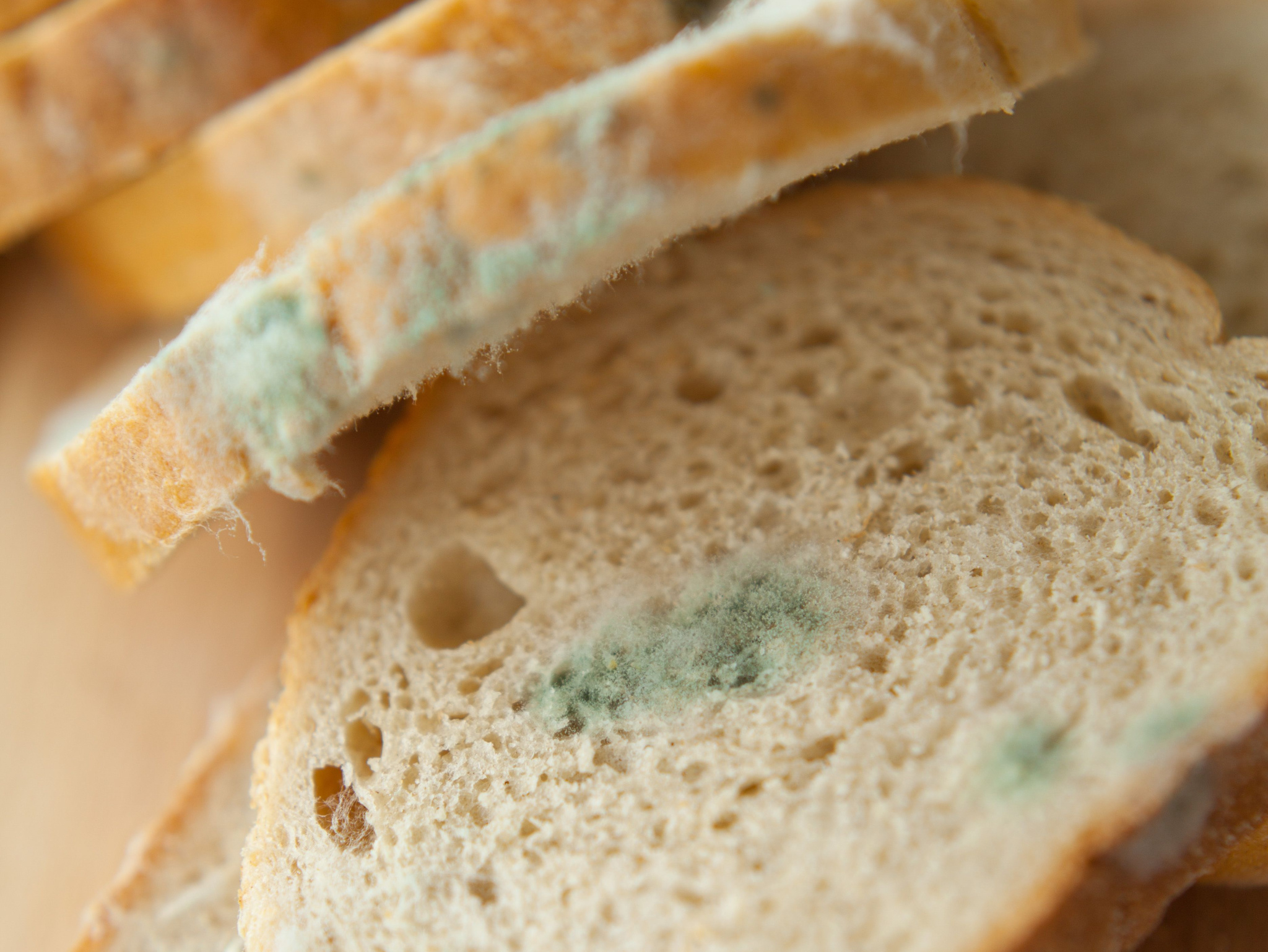 De la moisissure sur les aliments: quoi faire? | Protégez-Vous.ca