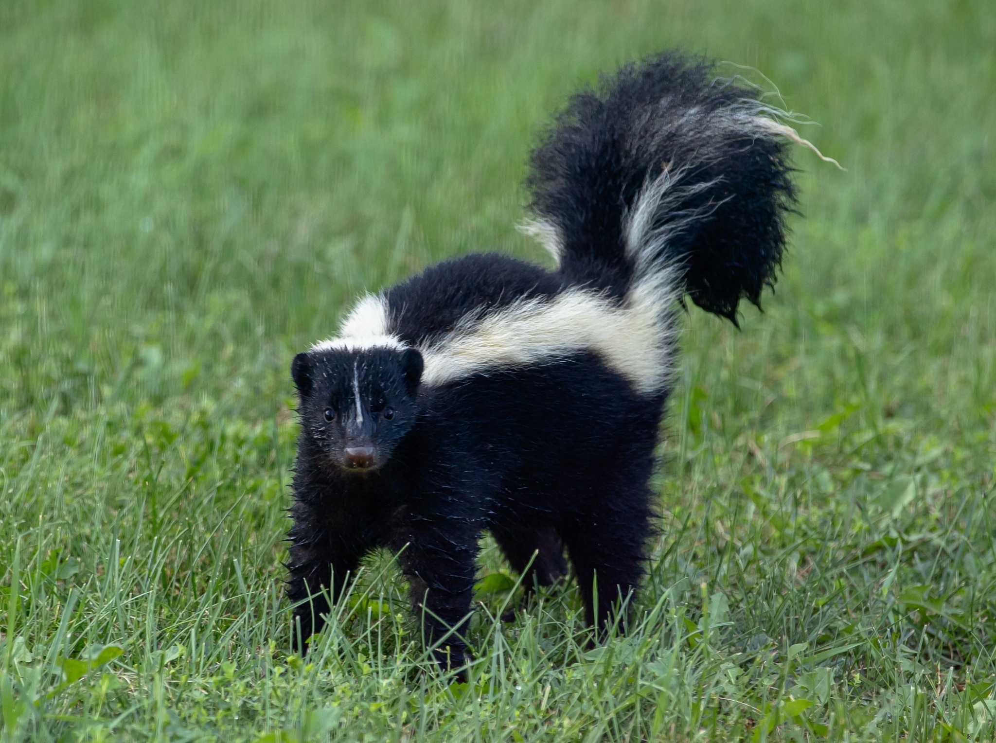 Comment éloigner les moufettes et les ratons laveurs | Protégez-Vous.ca