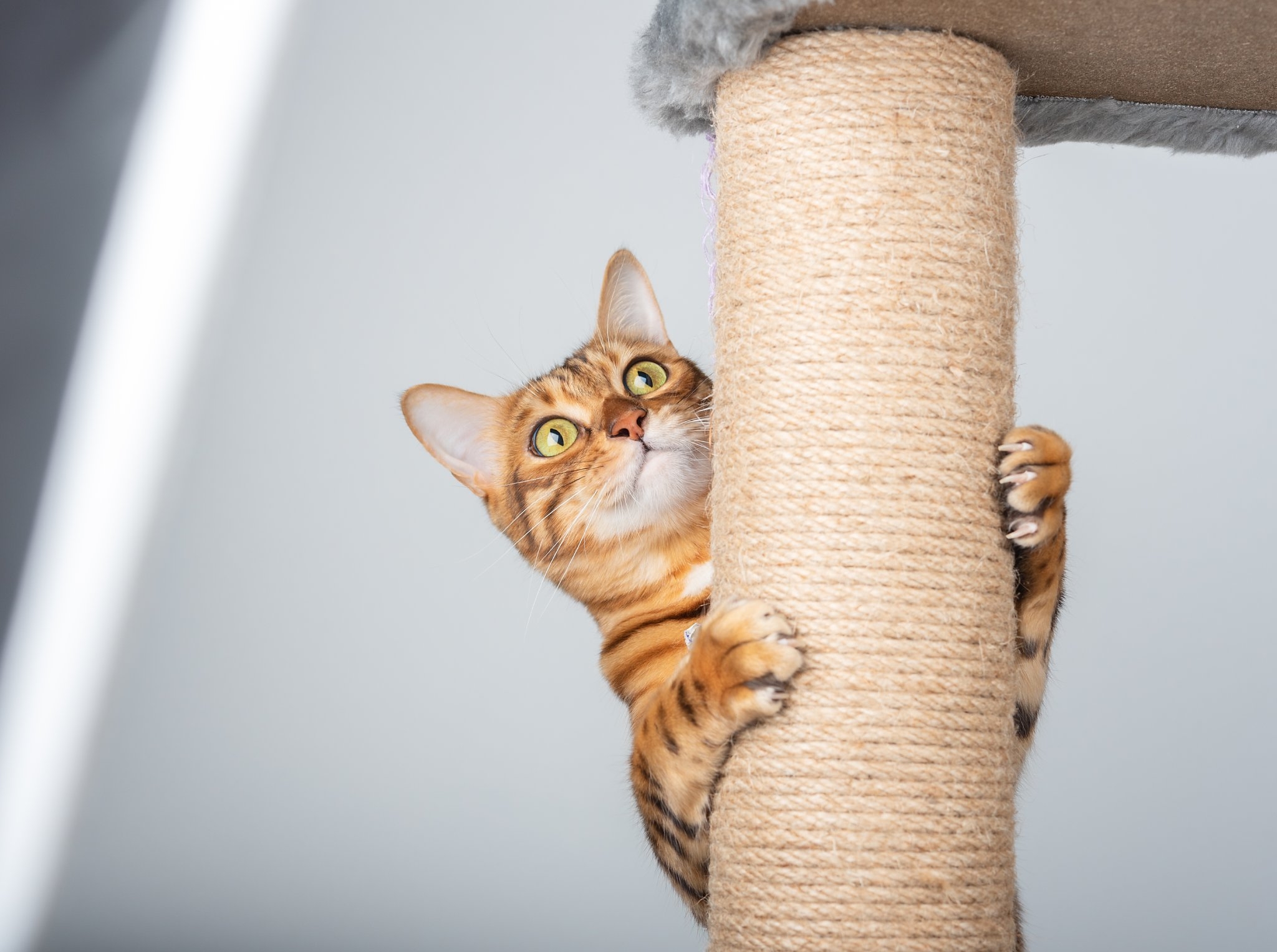 Comment aider votre chat à faire ses griffes ? | Protégez-Vous.ca