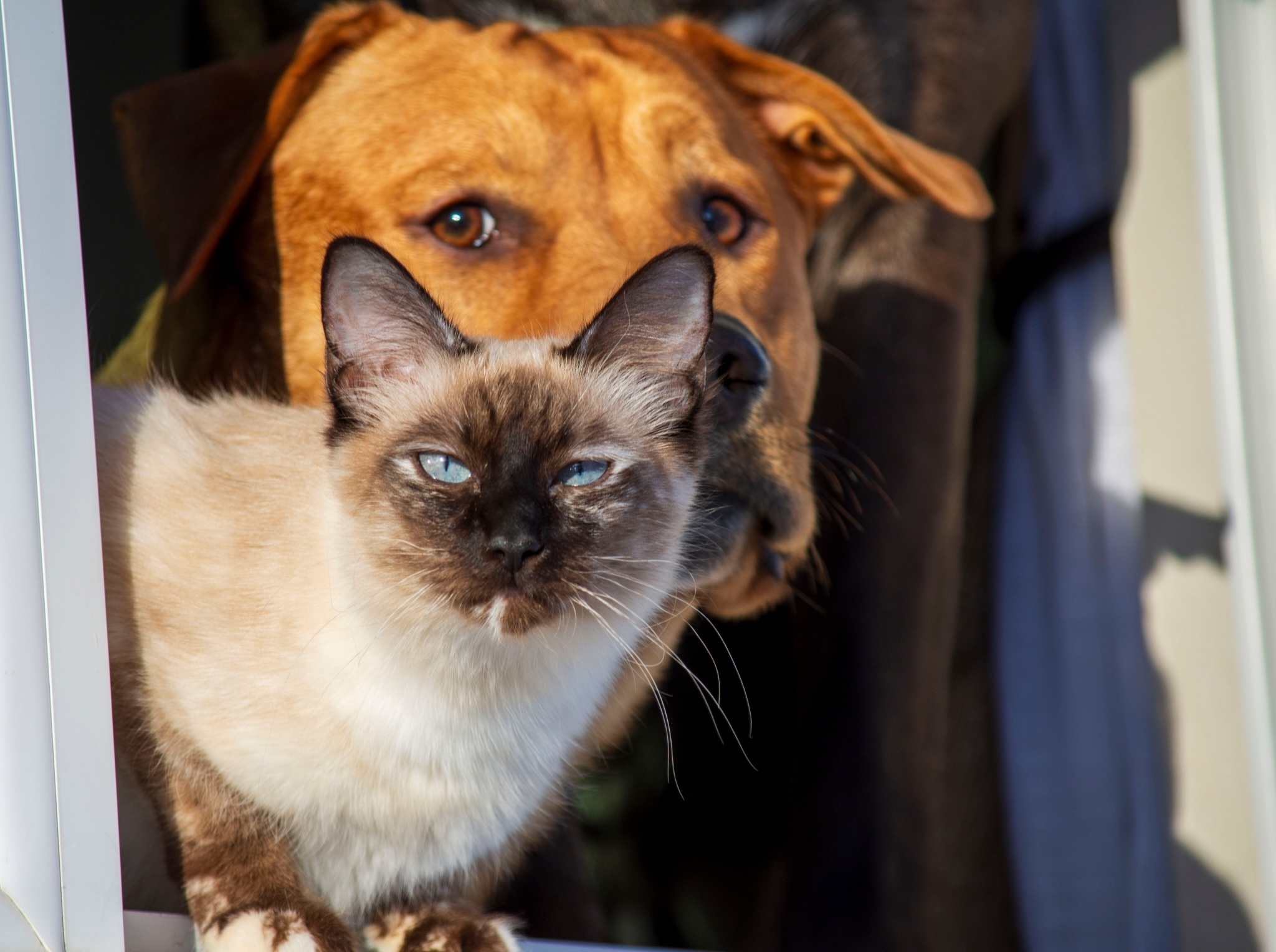 À Québec, une micropuce à bon prix pour votre chat ou chien | Protégez ...