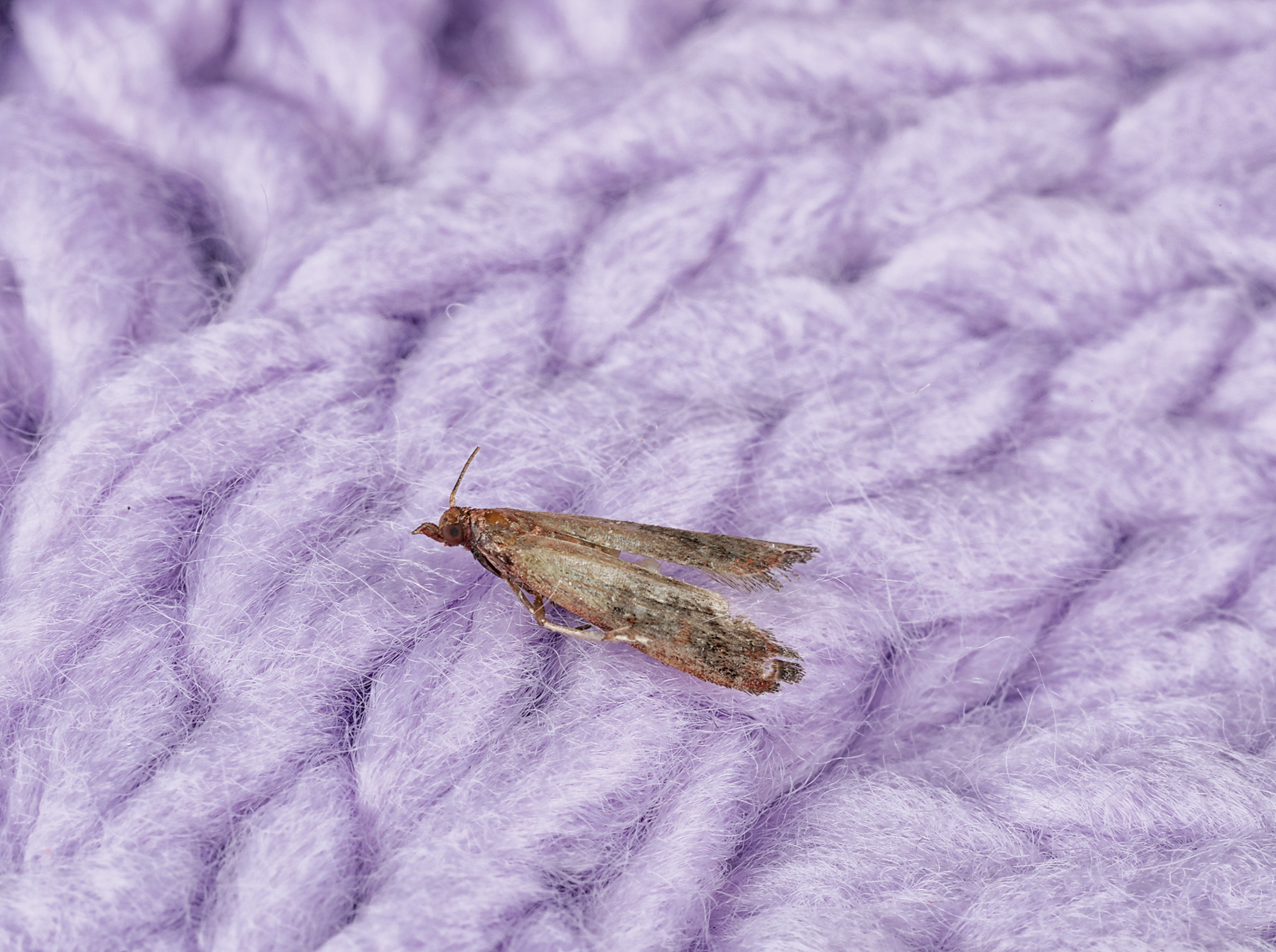 Comment protéger vos habits des teignes des vêtements | Protégez-Vous.ca