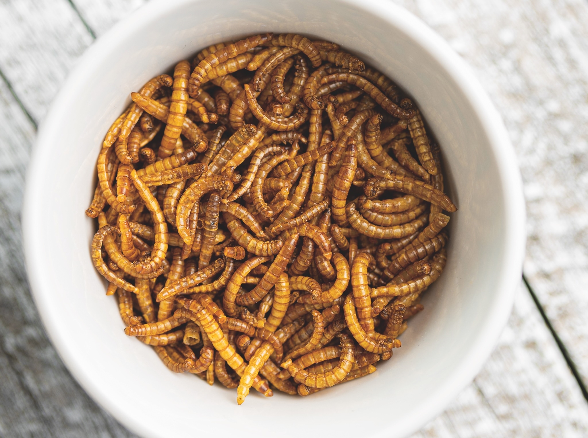Êtes-vous prêt à manger des insectes? | Protégez-Vous.ca