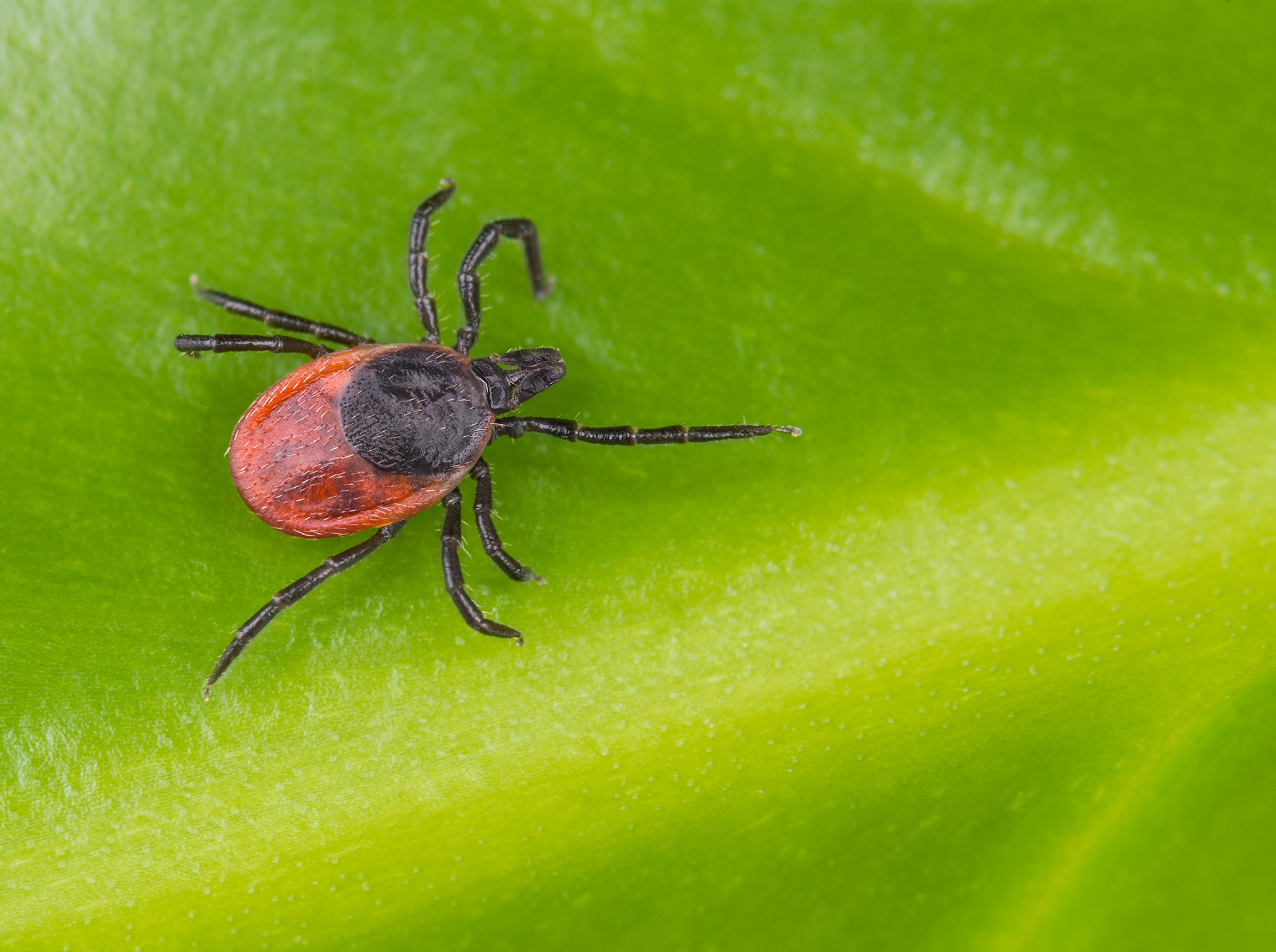Maladie de Lyme : attention aux tiques ! | Protégez-Vous.ca