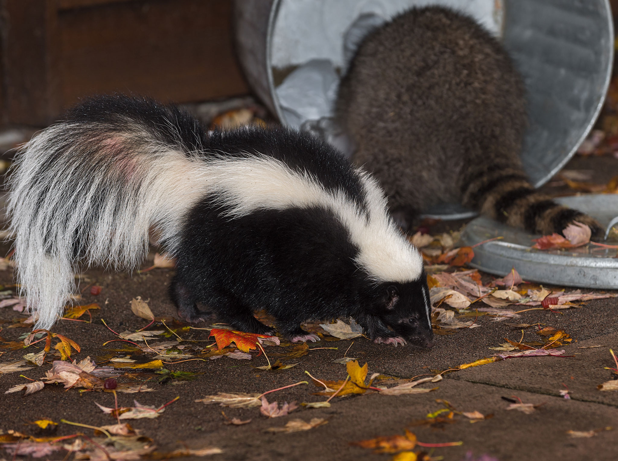 Comment éloigner les moufettes et les ratons laveurs | Protégez-Vous.ca