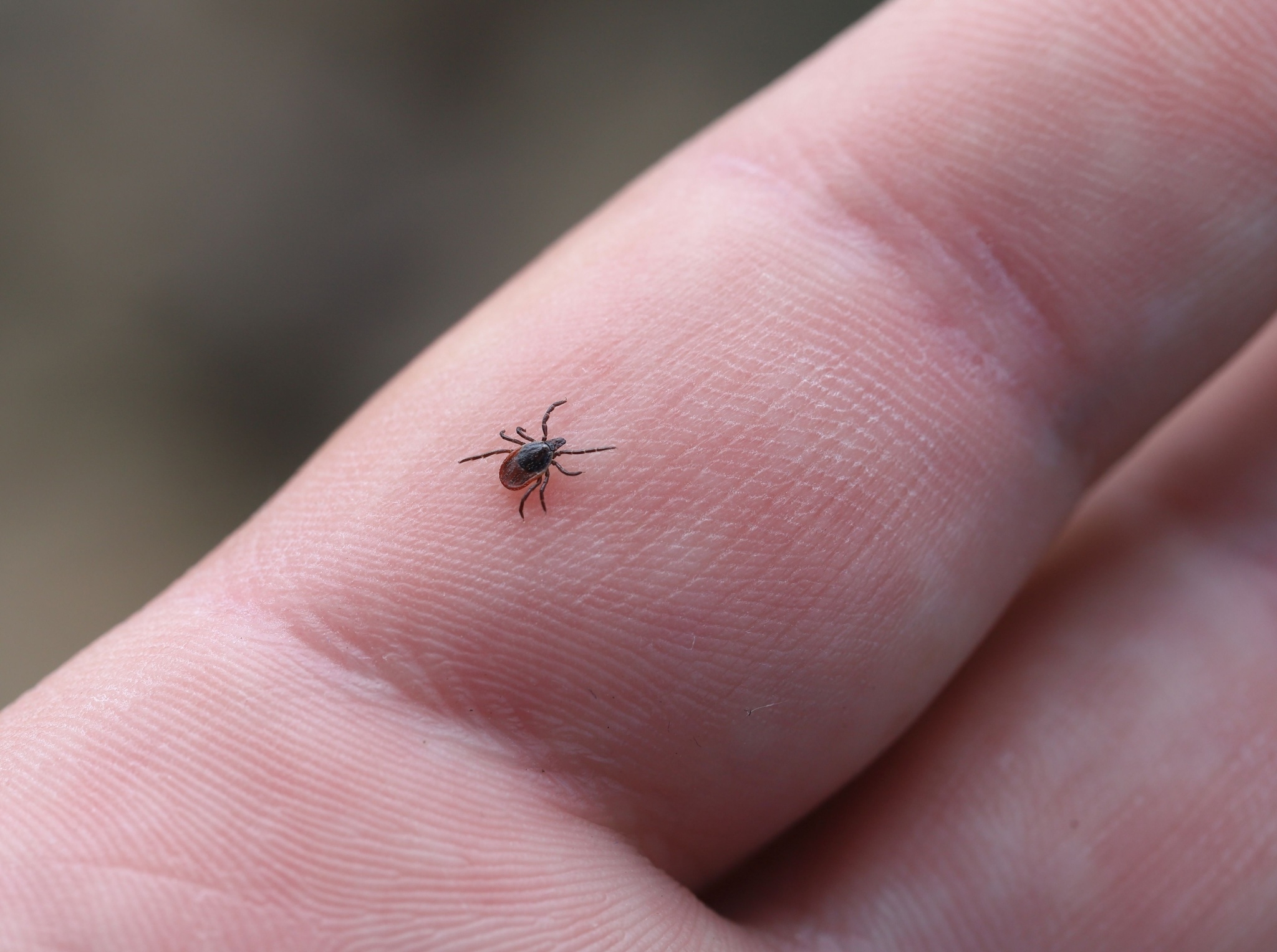 Maladie de Lyme: les tiques étendent encore leur territoire | Protégez ...