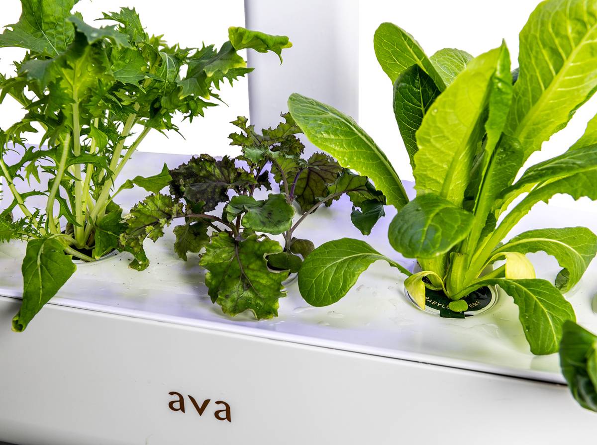 AVA TECHNOLOGIES AVA Byte | Protégez-Vous.ca